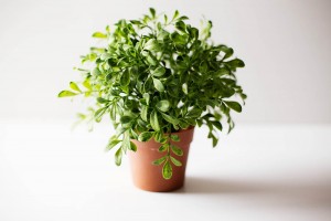 DIY Emoji Flower Pot - How Are You Feeling Today? — All for the Boys