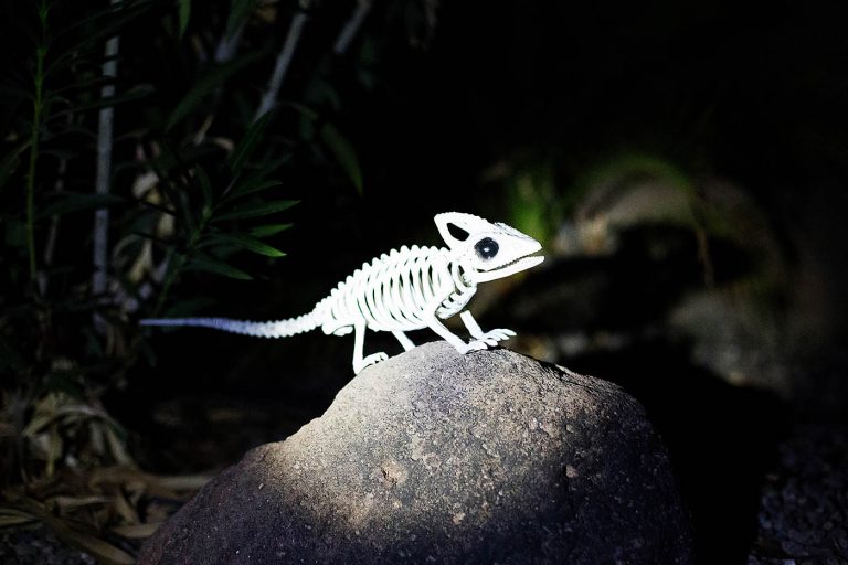 Animal Skeleton Flashlight Hunt — All for the Boys
