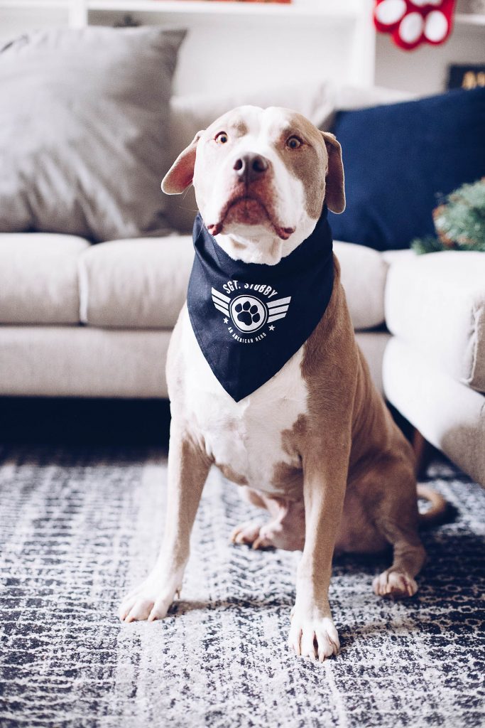 Sgt. Stubby: An American Hero On Blu-ray + Printable Activity Book ...