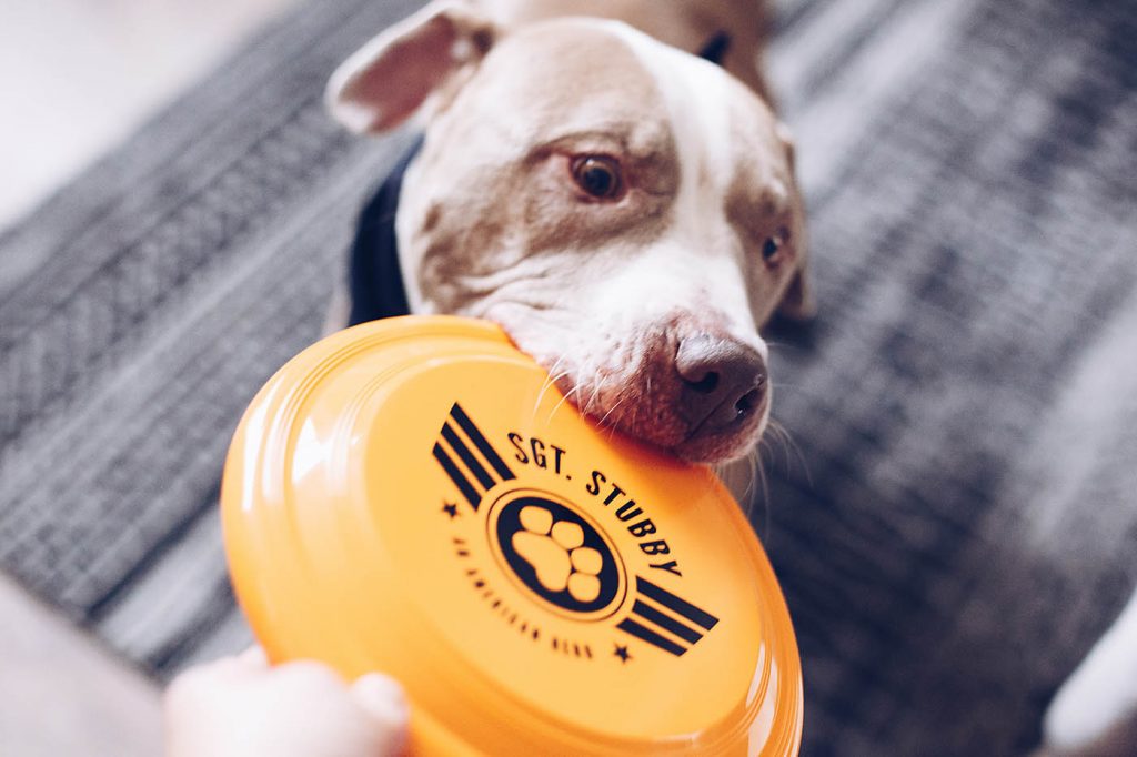 Sgt. Stubby: An American Hero On Blu-ray + Printable Activity Book ...