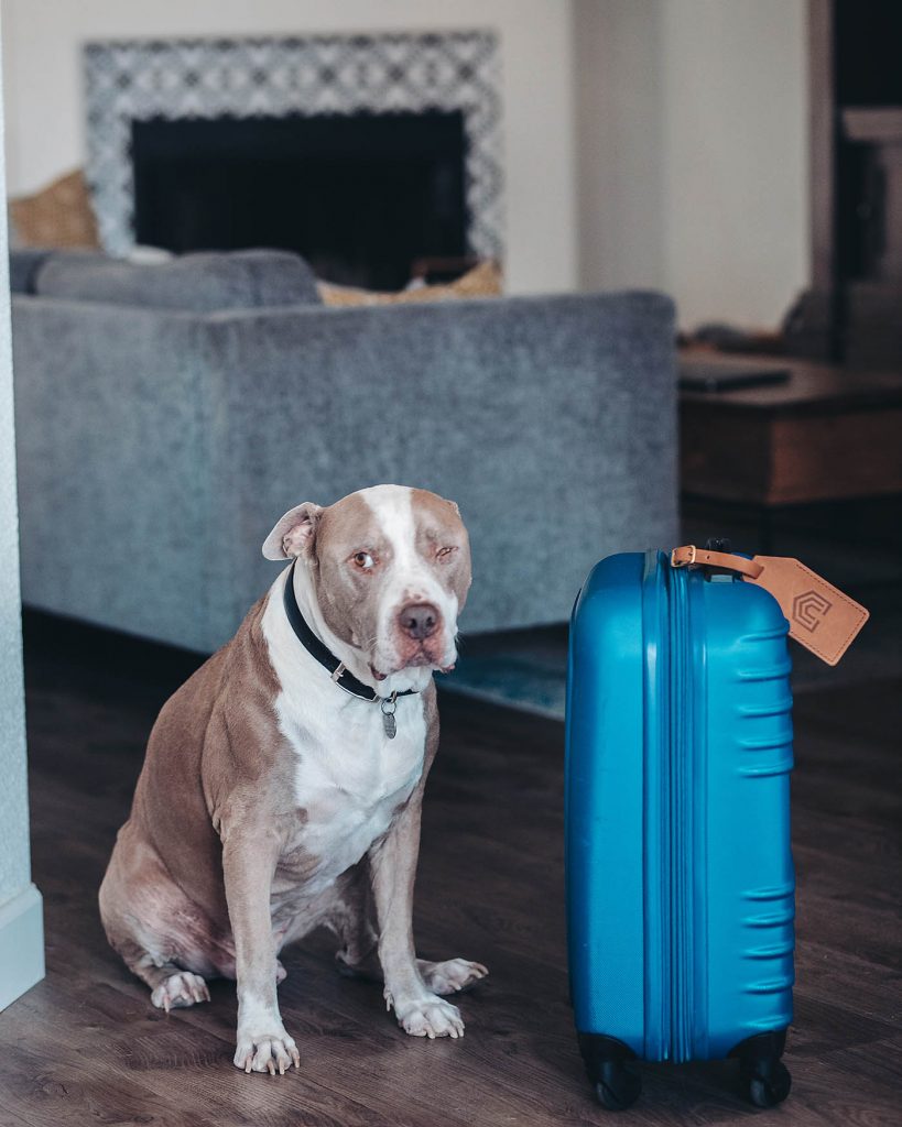 Dog-Friendly Vacation Tips for Southern California — All for the Boys